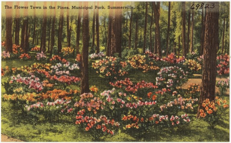 Flowertown in the Pines: Exploring Summerville’s Parks - Charleston SC ...